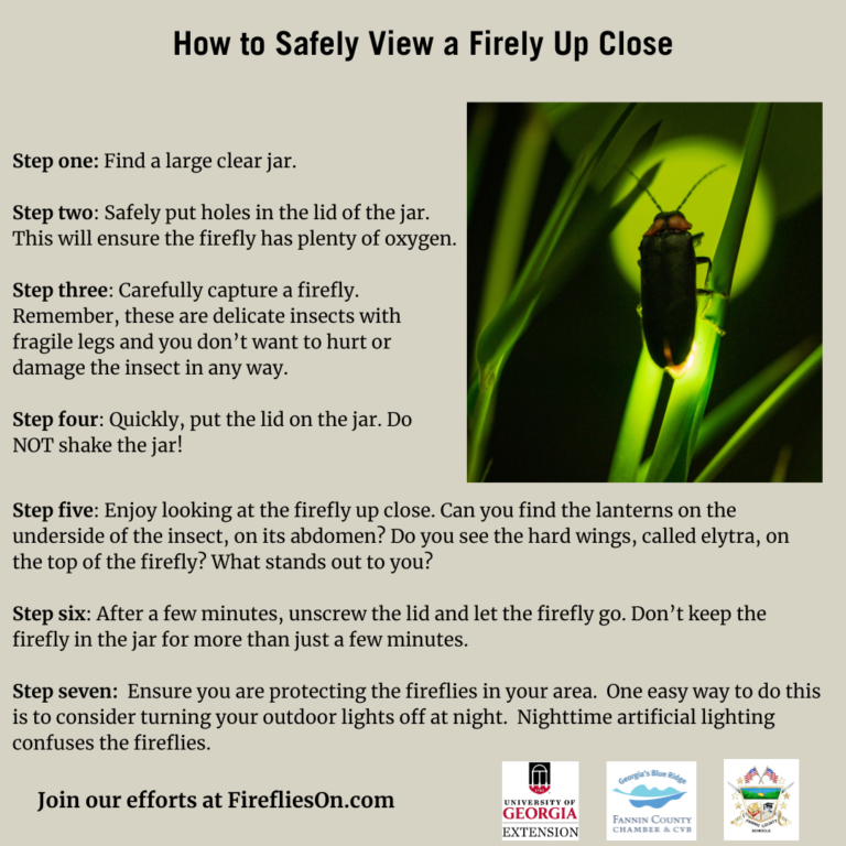 Lights Off. Fireflies On.