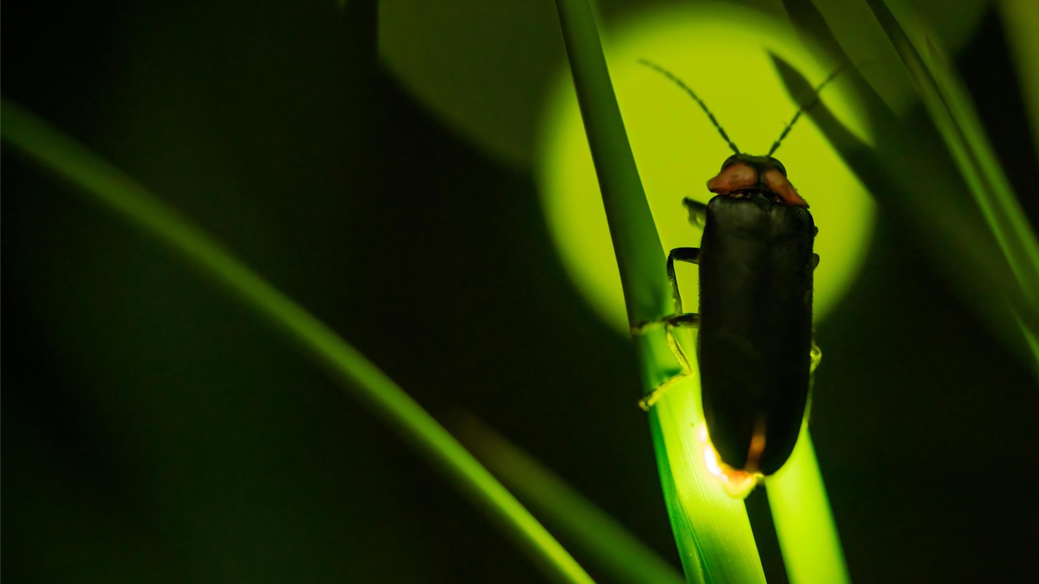 Lights Off. Fireflies On. – Let's save our fireflies!